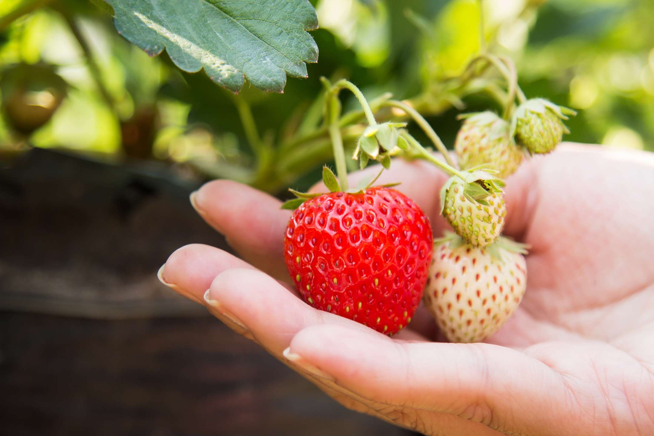Come coltivare le fragole (sospese o in vaso): guida e prodotti